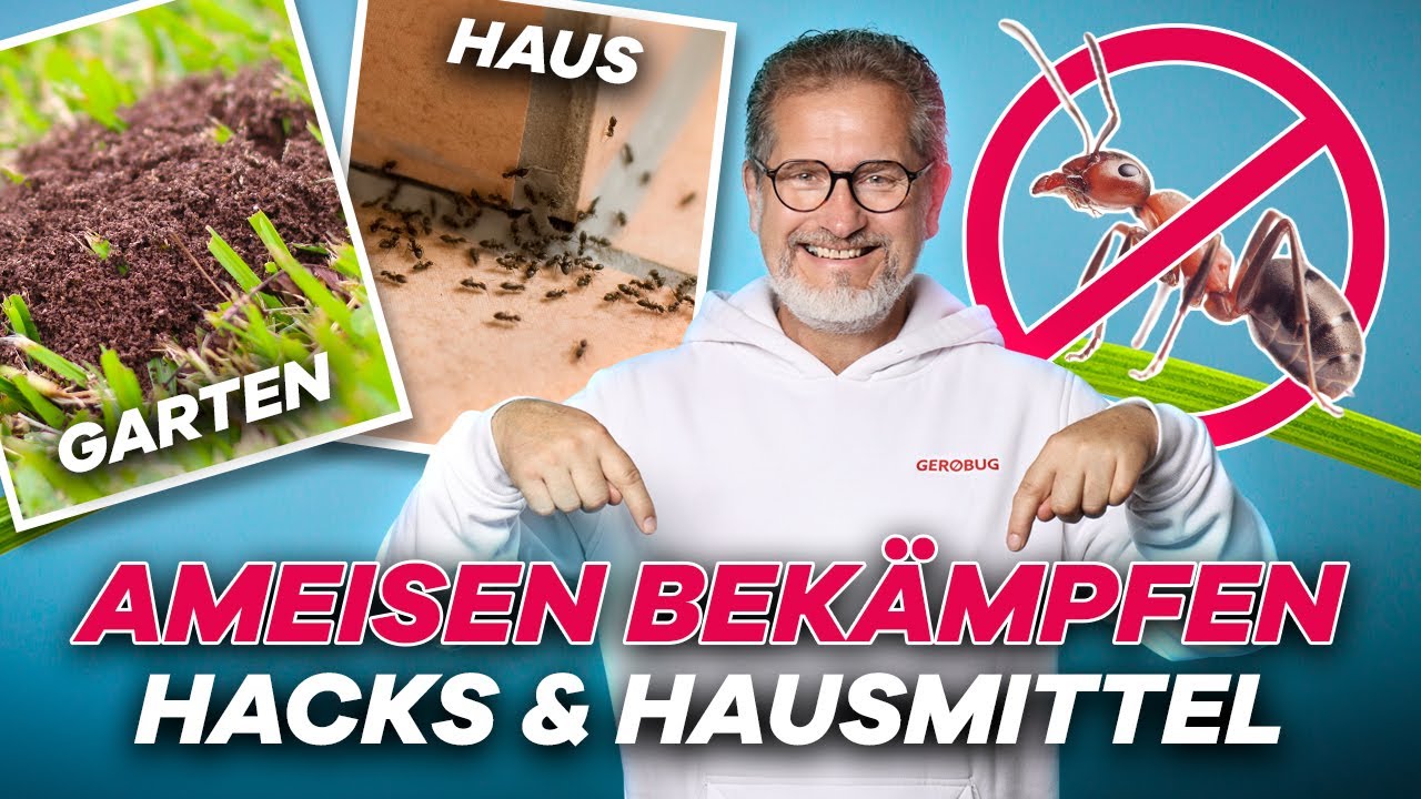So bekämpfst du Ameisen im Haus und Garten! Hausmittel und Methoden ...