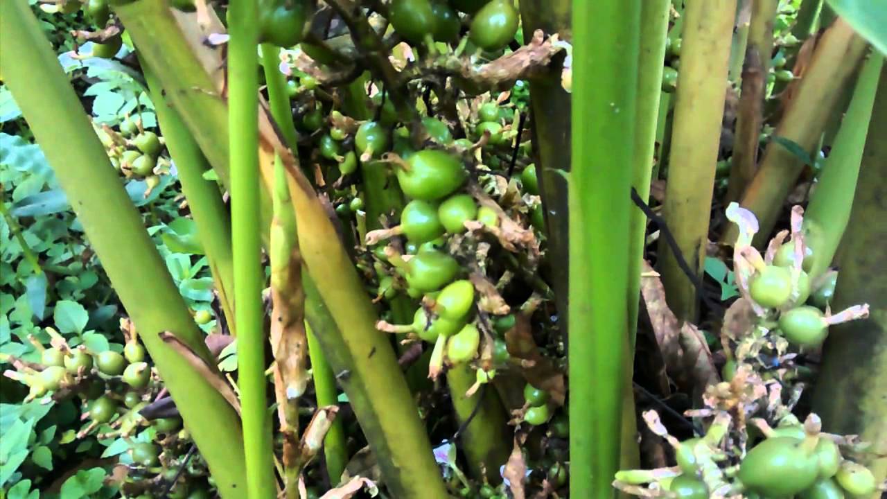 Cardamom plantation - YouTube