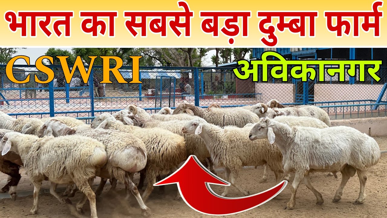 Biggest Dumba Sheep Breeding Farm of India // Turkey Dumba Farming # ...