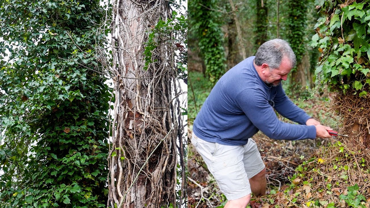 Tree Climbing Ivy Vines