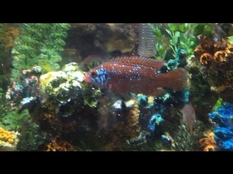 Greedy Cichlid Fish Choking On Fish Flakes - YouTube
