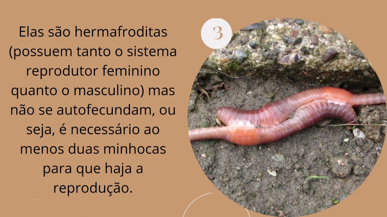 Compostagem de Verdade: O processo de reprodução das minhocas ...