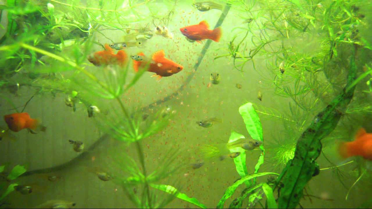 Poecilia reticulata ( Guppy ) wild type CS from Trinidad, Caroni Swamp ...