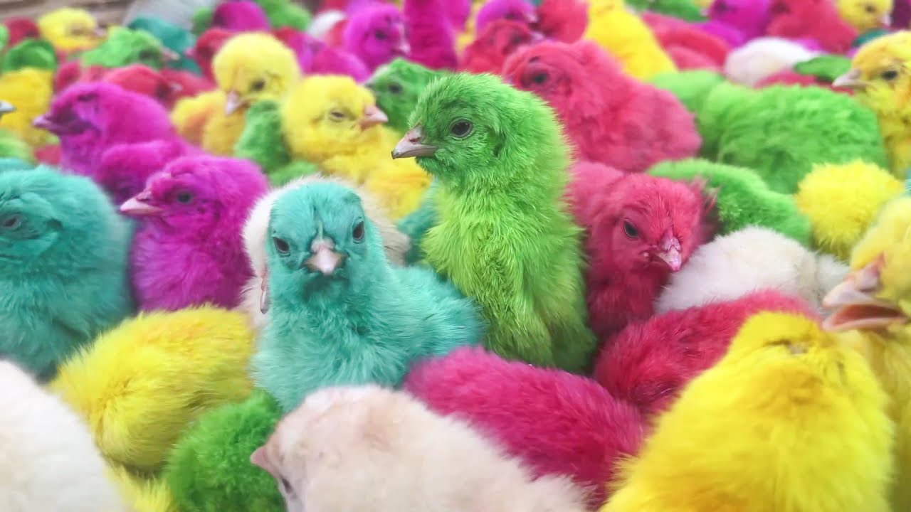 OMG Find Crazy Colorful Chickens | Rainbow Chicken, Rabbits, Ducks ...
