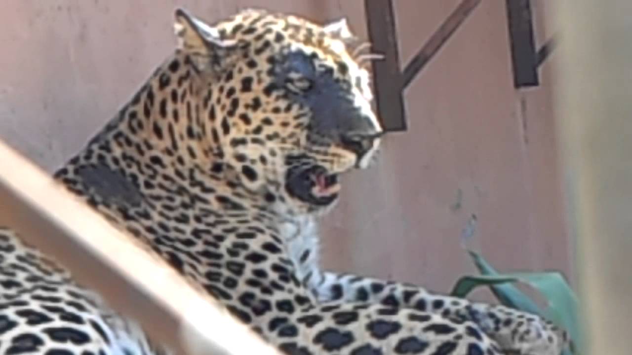 Leopard at Negev Zoo Beer Sheva. 10.07.2013 النمر في حديقة حيوانات ...