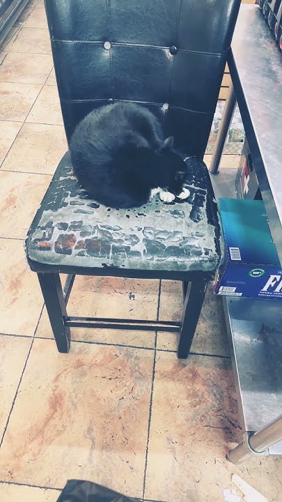 The cat who just woke up - YouTube