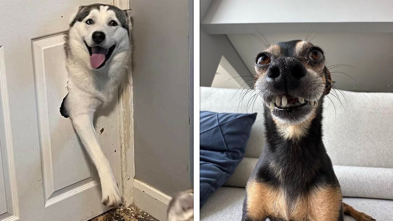 30 Funny Pics Of Dogs Being Goofy - YouTube