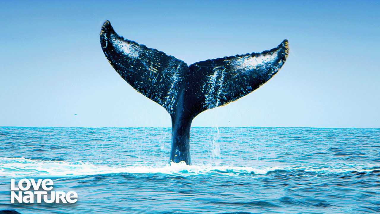 Humpback Whales Protect Calves from Killers | Wild California 106 - YouTube