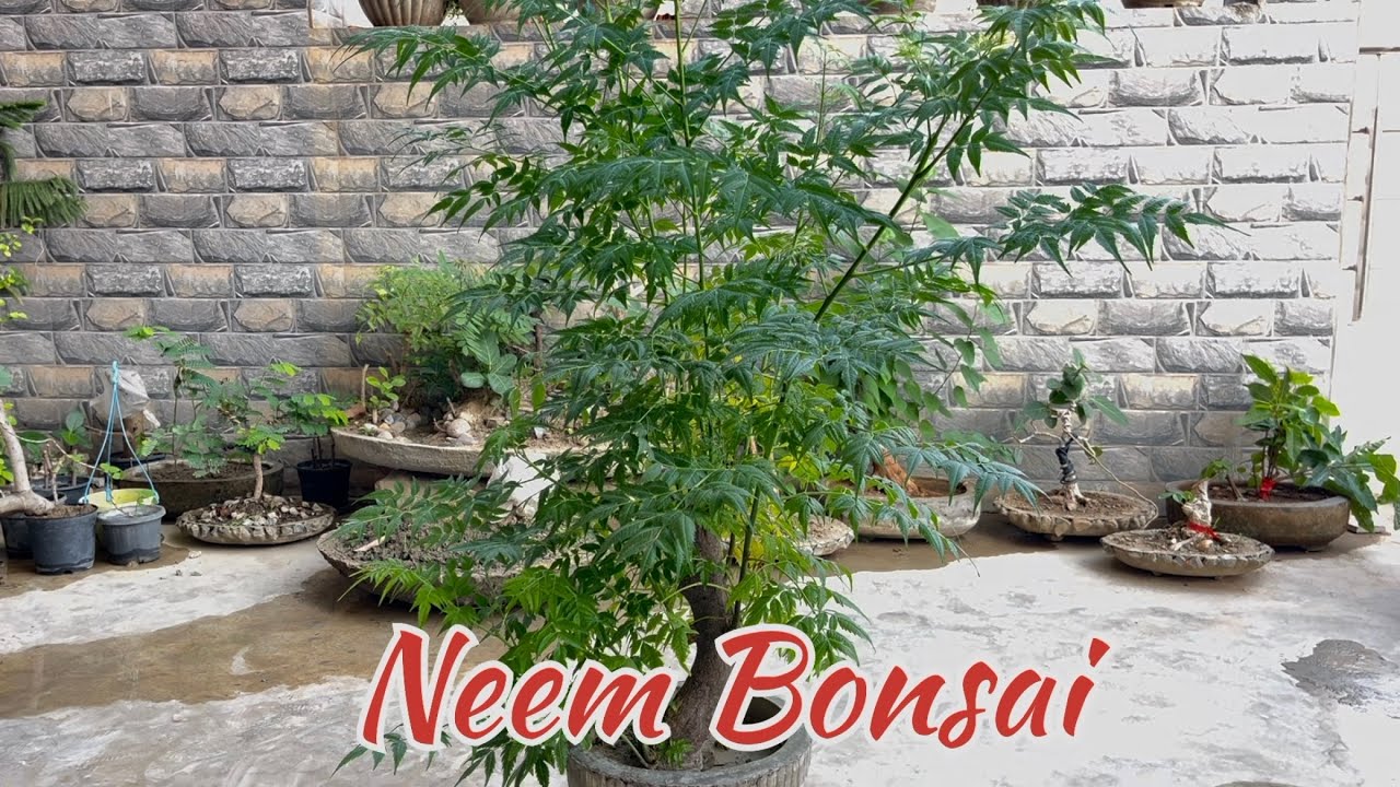 Neem bonsai making || bakain bonsai - YouTube