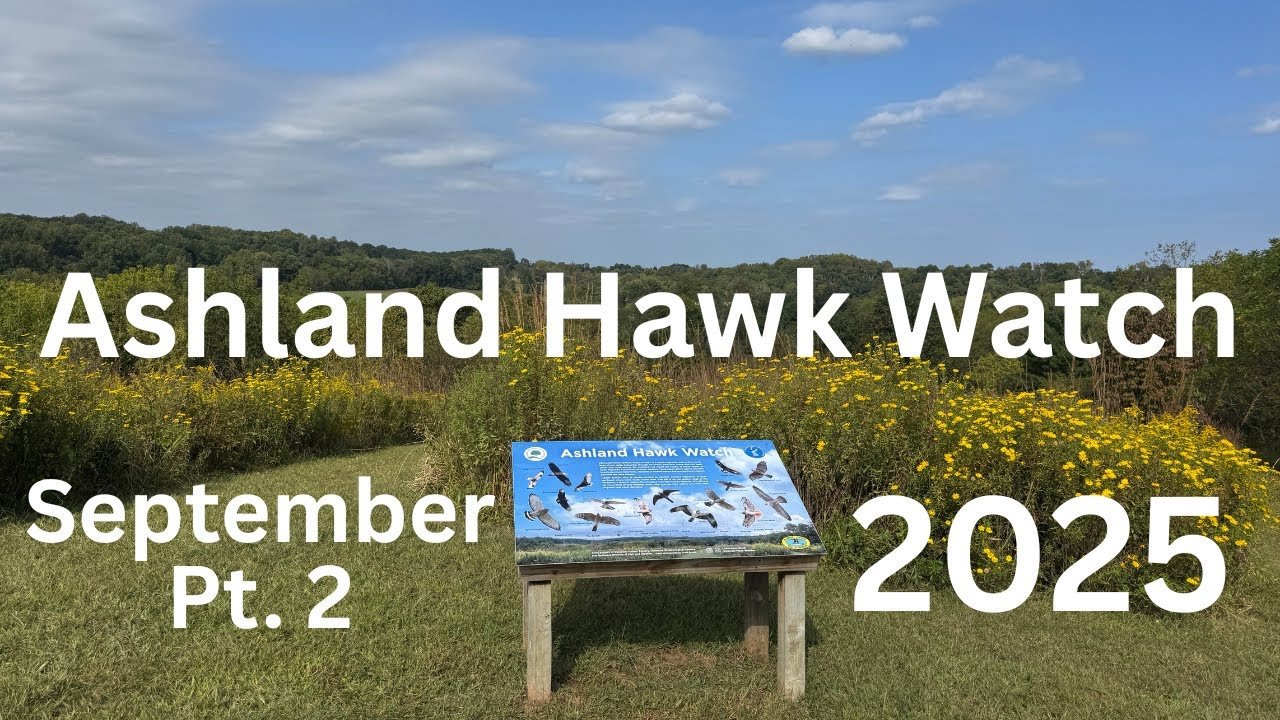 Ashland Hawk Watch Update - Second Half of September 2025 - YouTube