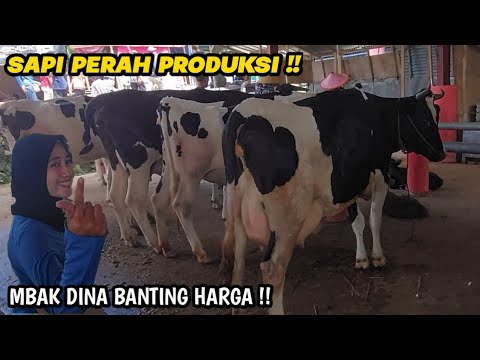 HARGA SAPI PERAH PRODUKSI PASARAN TERAKHIR‼️ - YouTube