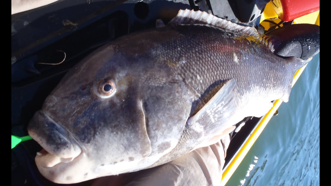 10-Pound-Plus Jig Blackfish while Kayak Fishing! - YouTube