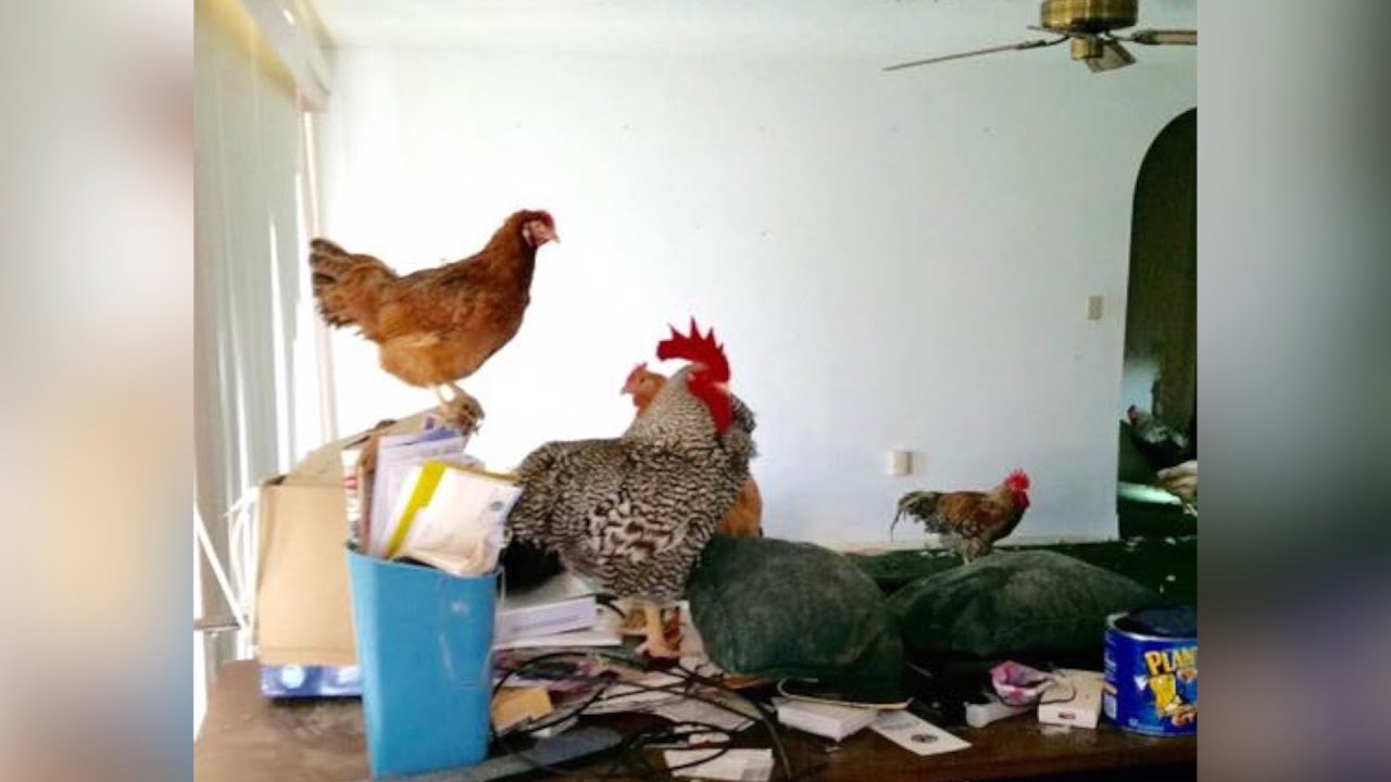 100 CHICKENS LIVING IN HOME! - YouTube