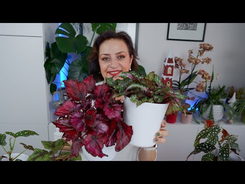 Begonya Çiçeği Bakımı | Kil Bilyesinde Begonya olur mu ?