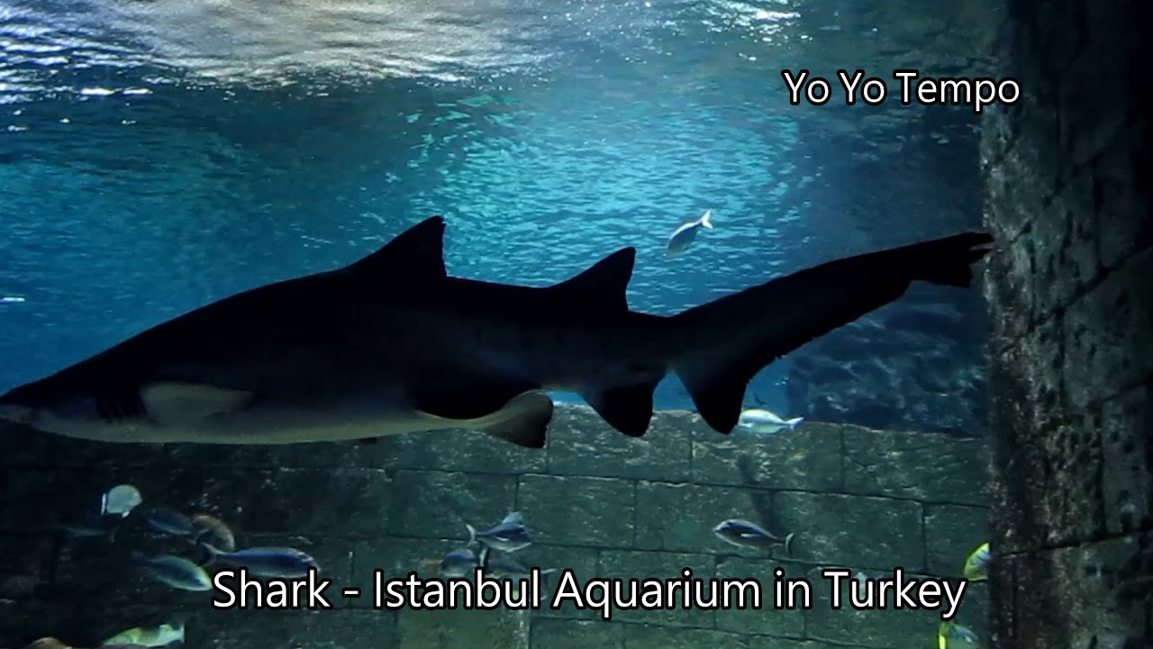 Shark Istanbul Aquarium in Turkey - YouTube