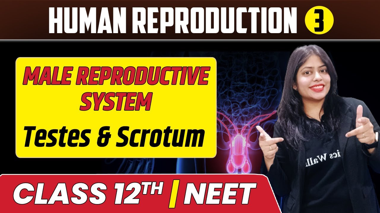 Human Reproduction 03 | Male Reproductive System | Testes & Scrotum ...