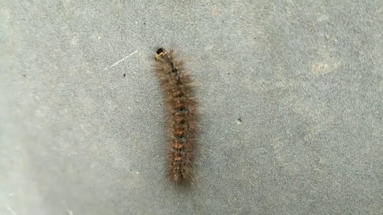 The Caterpillar(Suyopoka) Climbing - YouTube