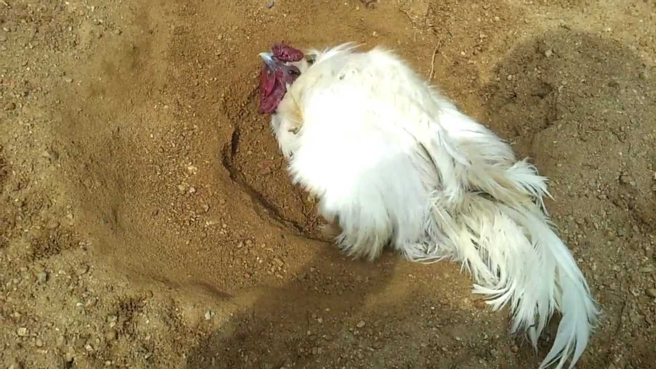 地面に穴を掘る鶏 A strange chiken digging a hole in the ground! For what? - YouTube