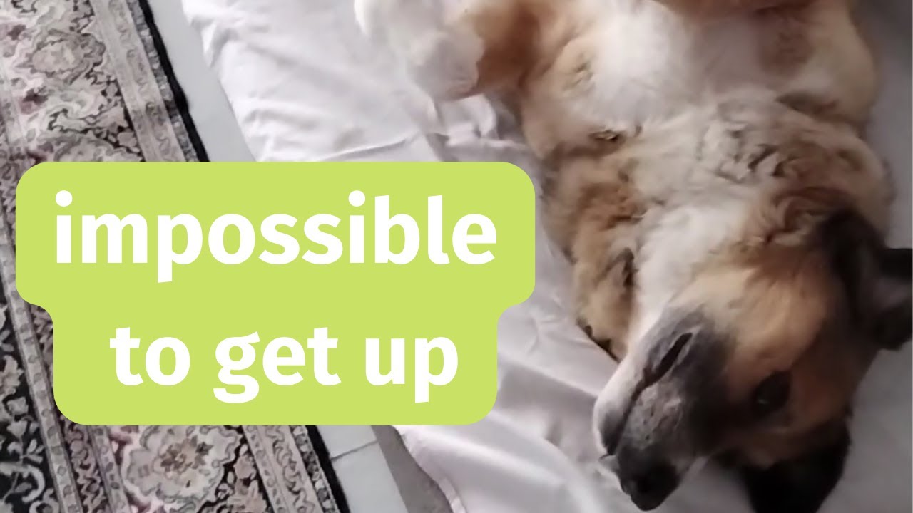 Funny dog impossible to get up | My funny animals - YouTube