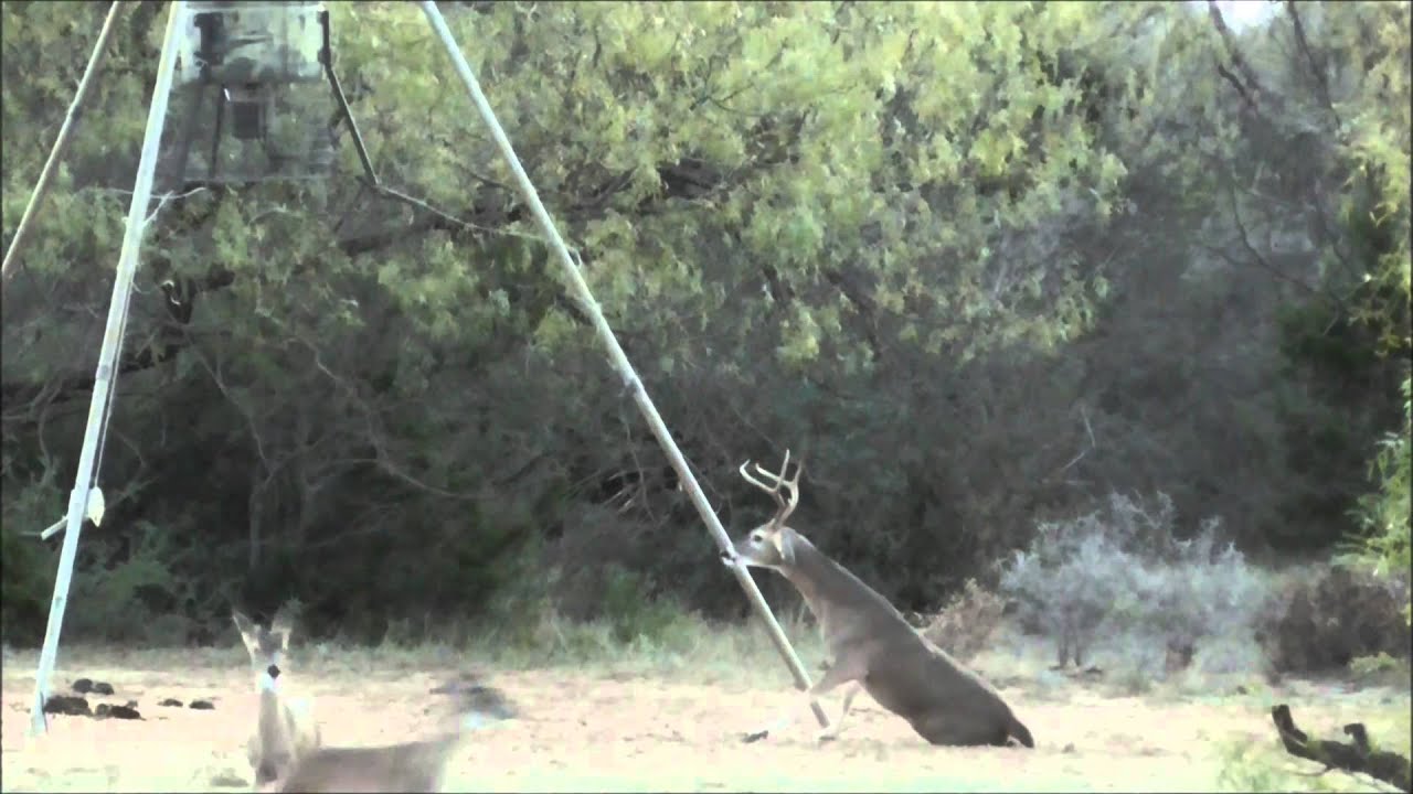 Texas Cull Buck November 8th, 2015 - YouTube