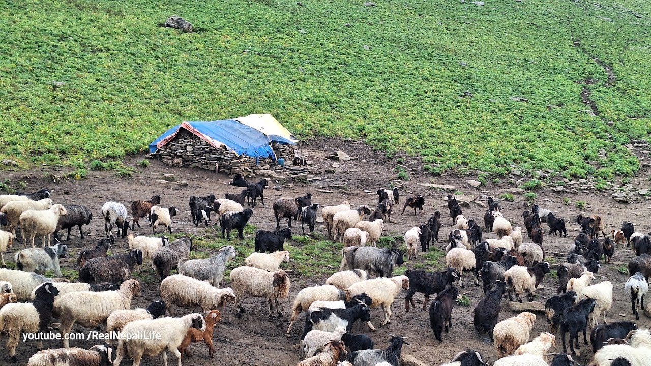 Himalayan Sheep Shepherd Life in Nepal | Organic Shepherd Food ...