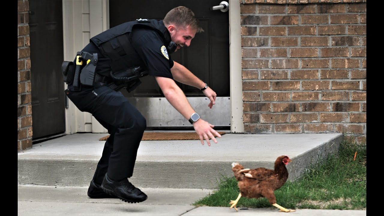 Hilarious video shows police chasing chicken on the run - The Morning ...