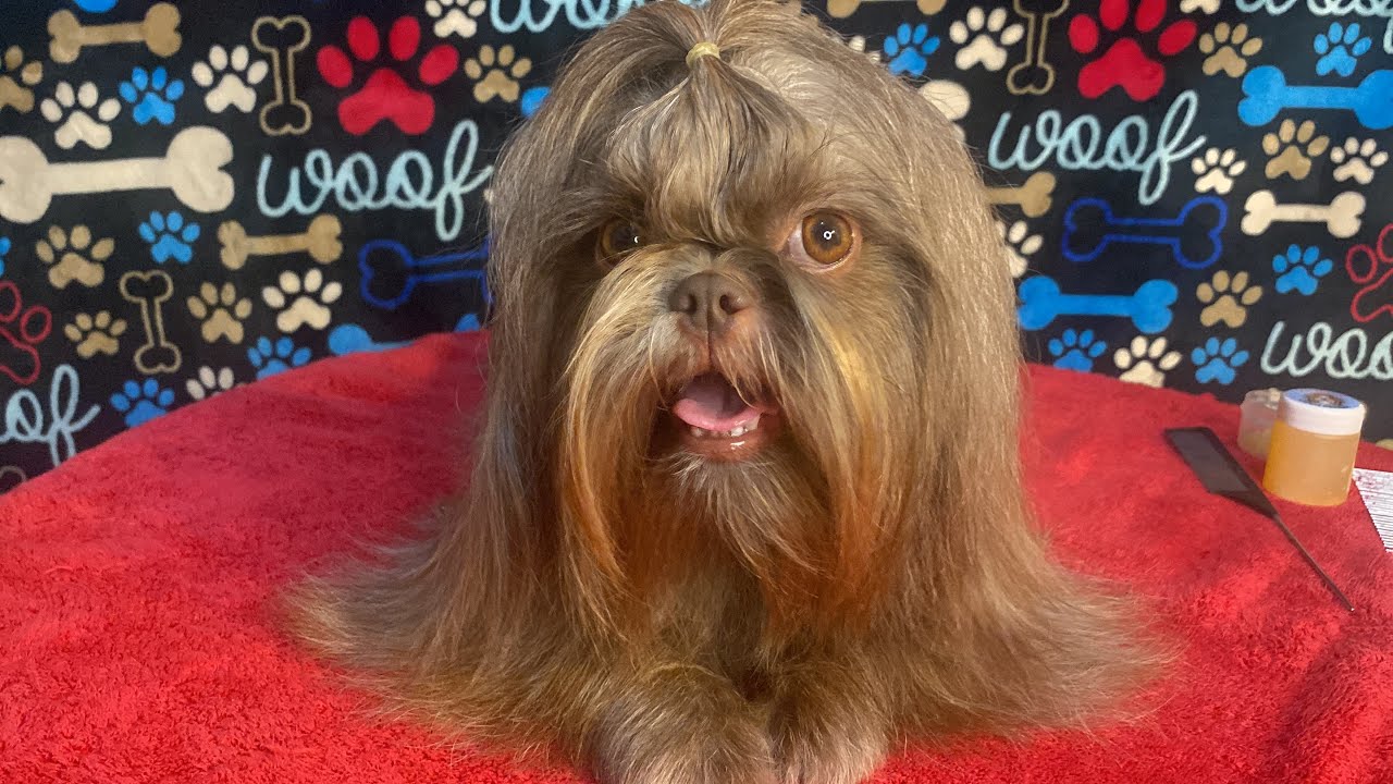 POR QUE tu Perro TIRA mucho PELO - YouTube