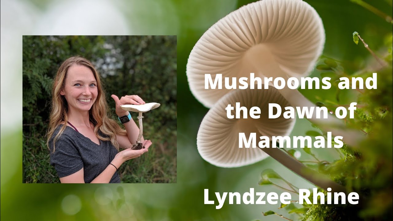 Mushrooms and the Dawn of Mammals with Lyndzee Rhine - YouTube