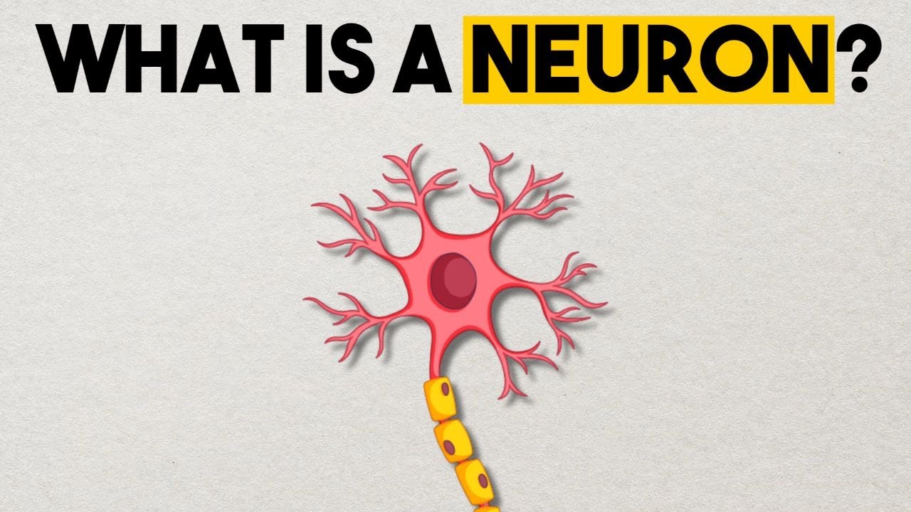 How Neurons function in our Brain - YouTube