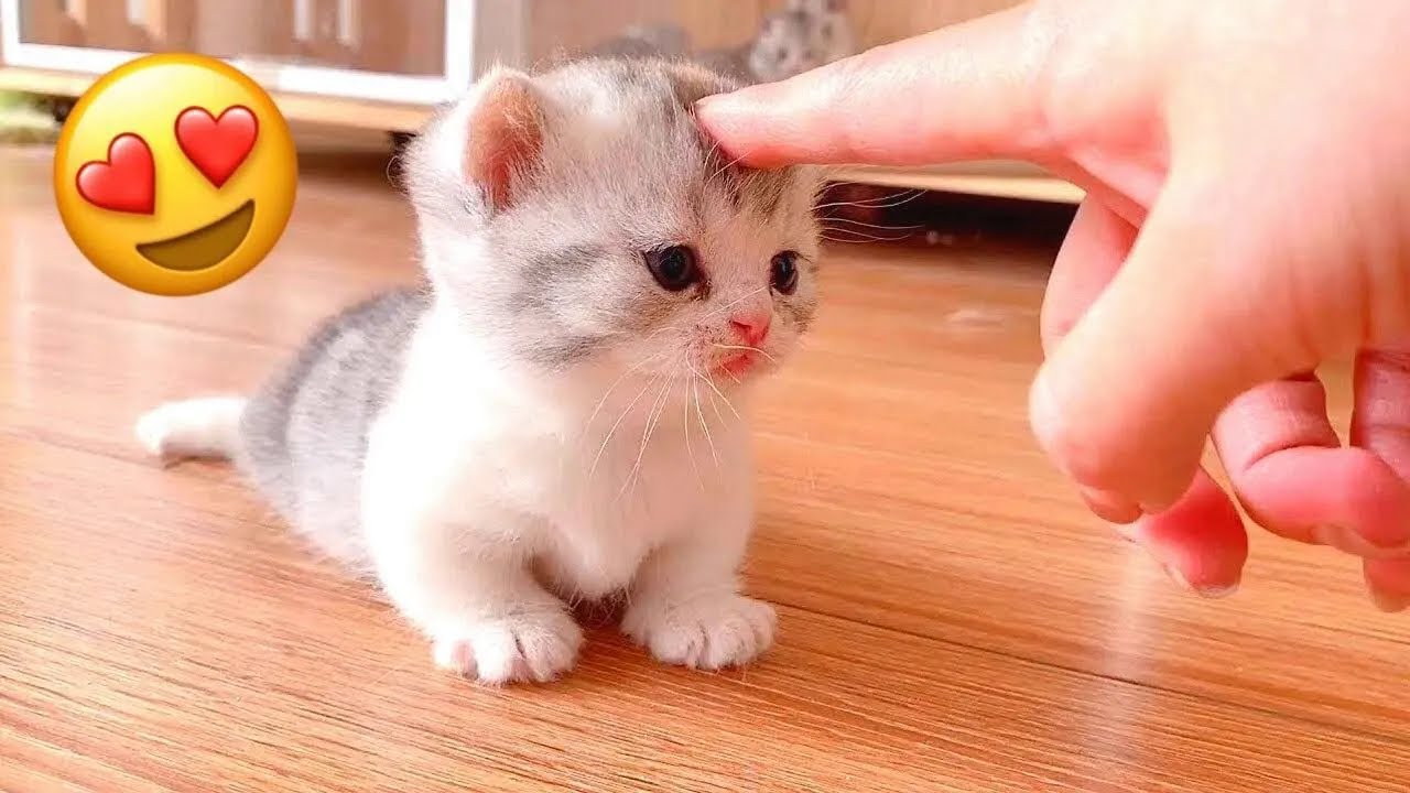 More Cute Animals for When You are Stressed - YouTube