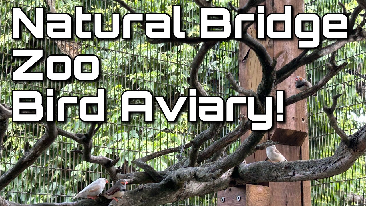 The Natural Bridge Zoo Bird Aviary! Natural Bridge, Virginia! #birds # ...
