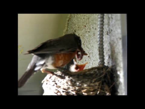 Baby Robin Growing - Day 6 of 18 - YouTube