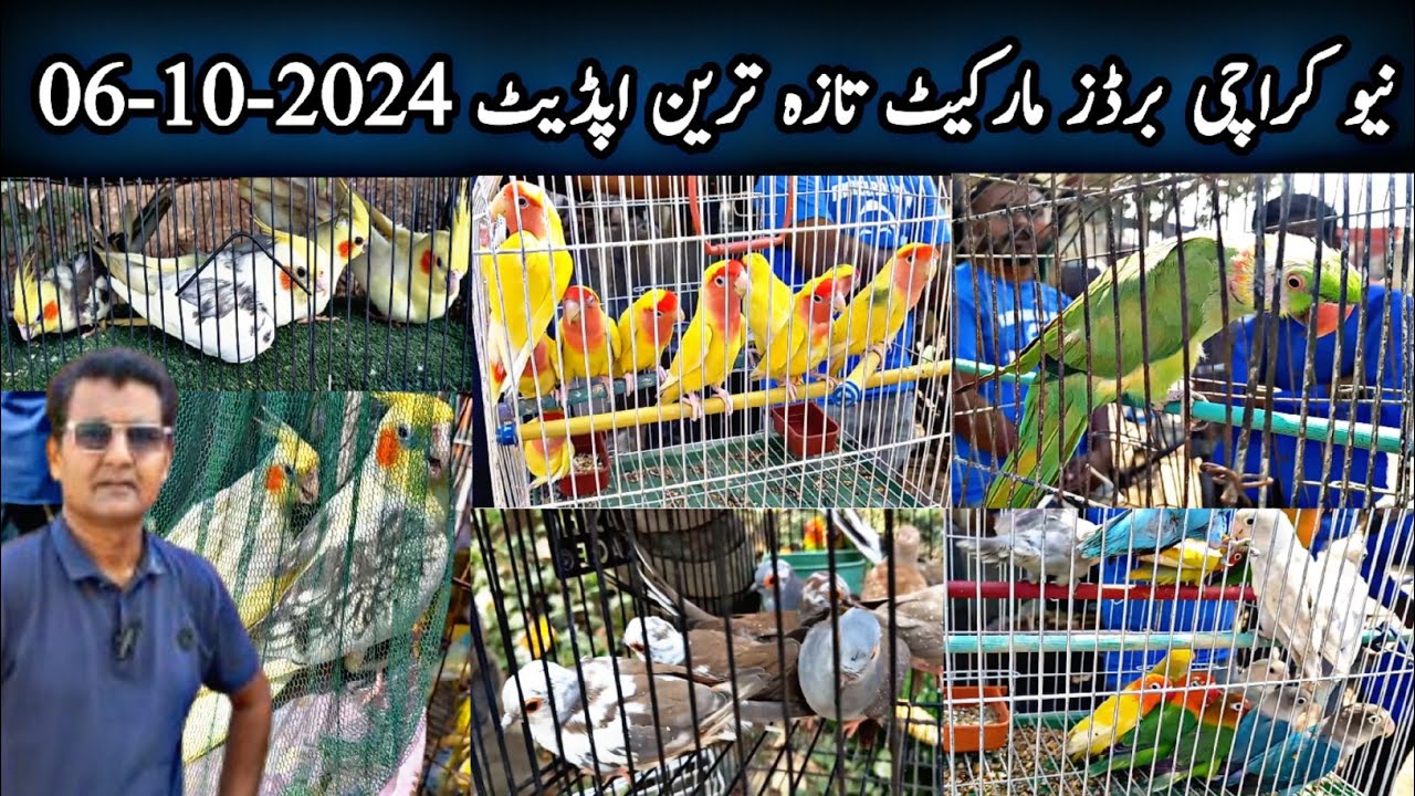 New Karachi Birds Market Sector 5-F Sunday 06-10-2024|Sunday Bird Market Karachi|Global Birds ...