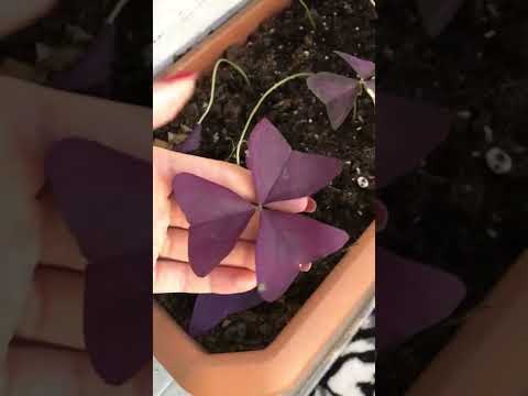 Uyku çiçeği süs yoncası Oxalis triangularis çoğaltımı