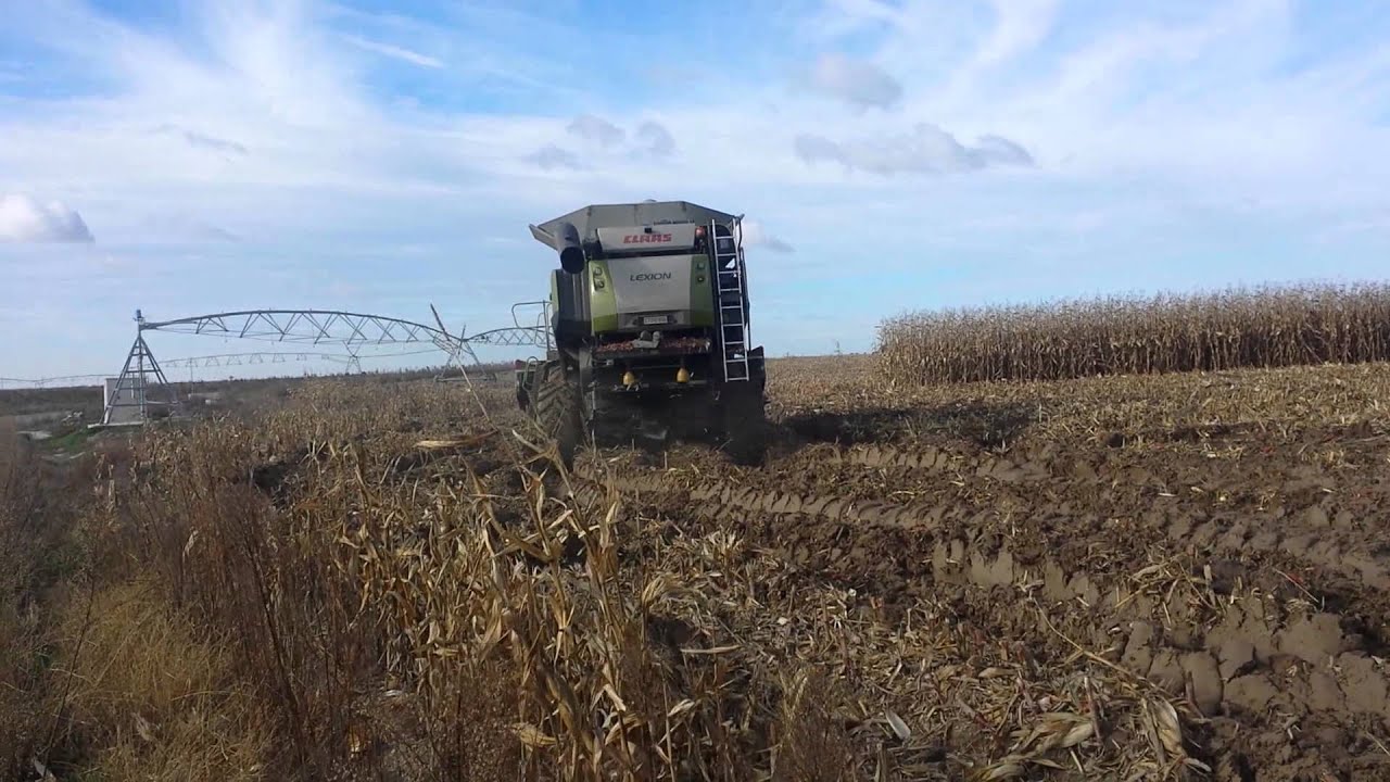 LEXION 770 cosechando maíz en las COCOTAS. (ÁVILA) - YouTube
