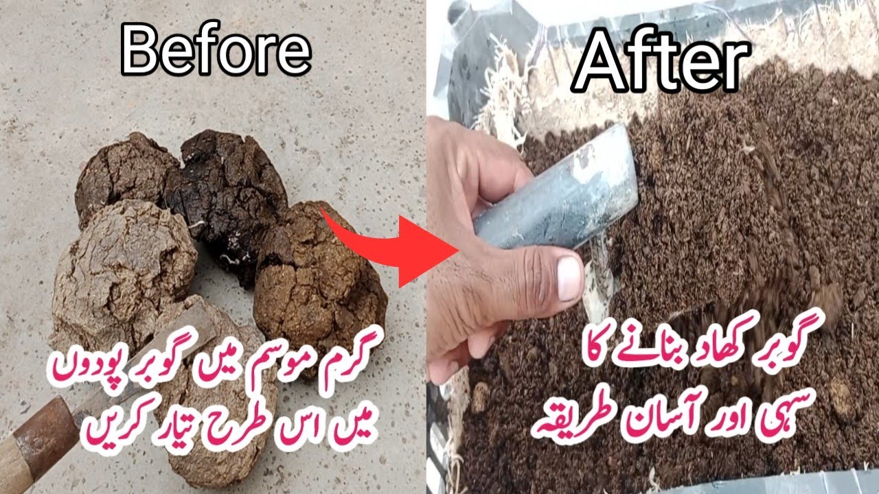 How to make cowdung compost || Gobr khad banane ka tarika - YouTube