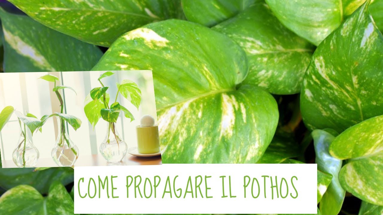 POTHOS come PROPAGARLO per Talea - YouTube