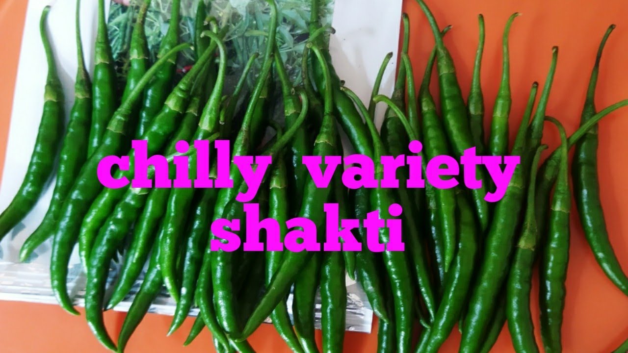 arise seeds pvt ltd lucknow, chilly variety shakti - YouTube