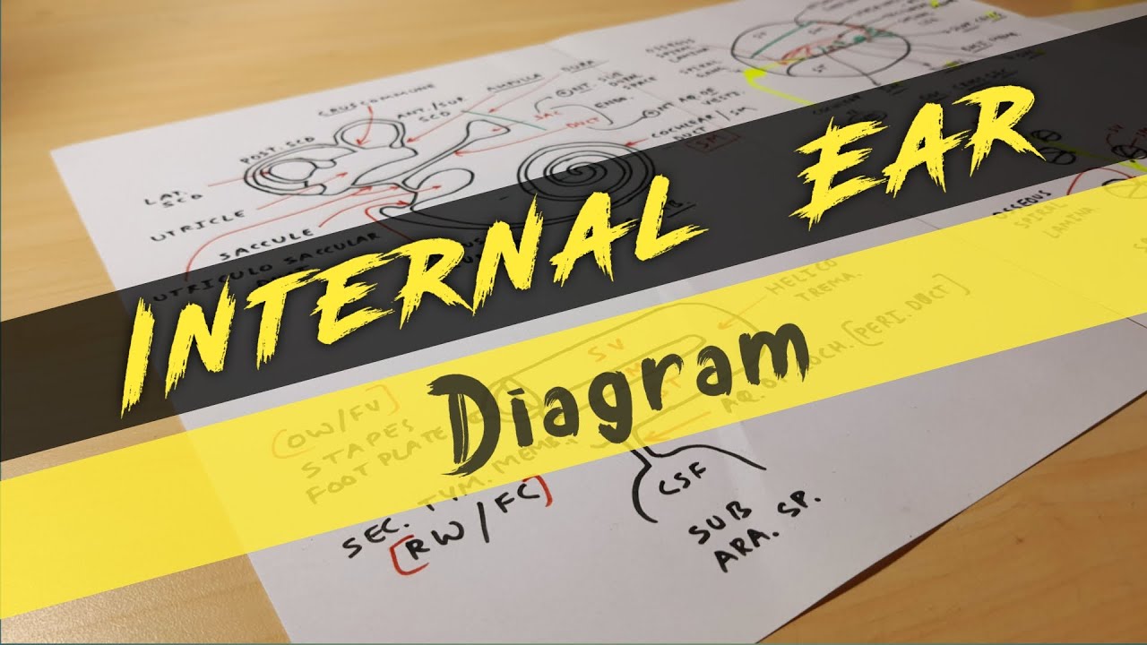 Internal Ear | Part 7 | Cochle Diagram and Cross Section | Scala ...