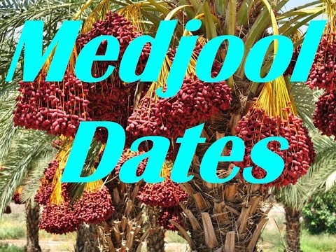 How to Germinate Medjool Date Seeds, Grow Medjool Date Palm Trees - YouTube