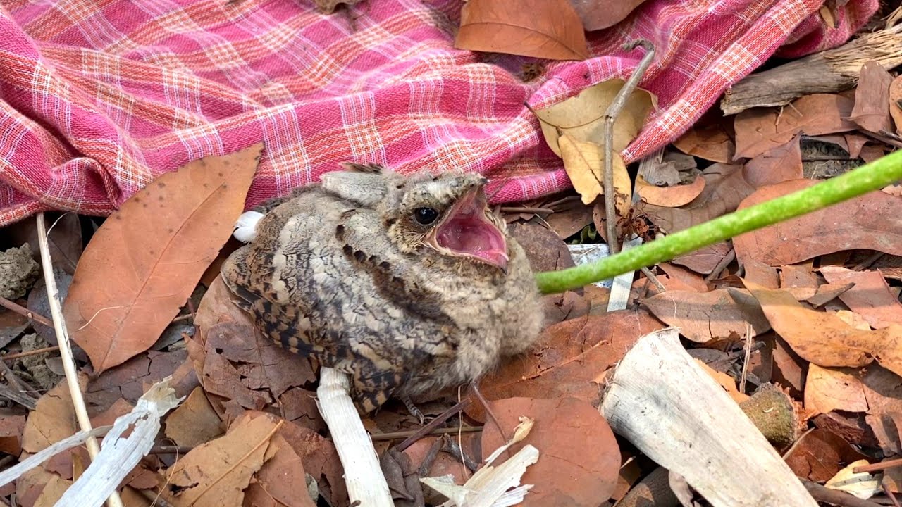 Hidden Baby Bird | Real Story of The Baby Bird - YouTube