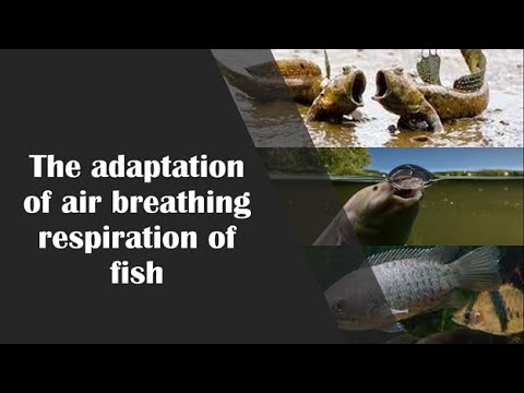 The adaptation of air breathing respiration of fish - YouTube