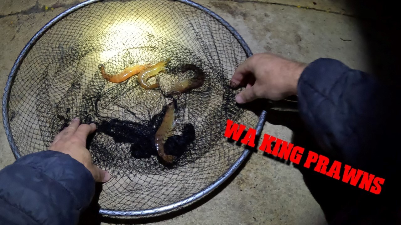 Prawn Prospecting Mission | Perth Metro - YouTube