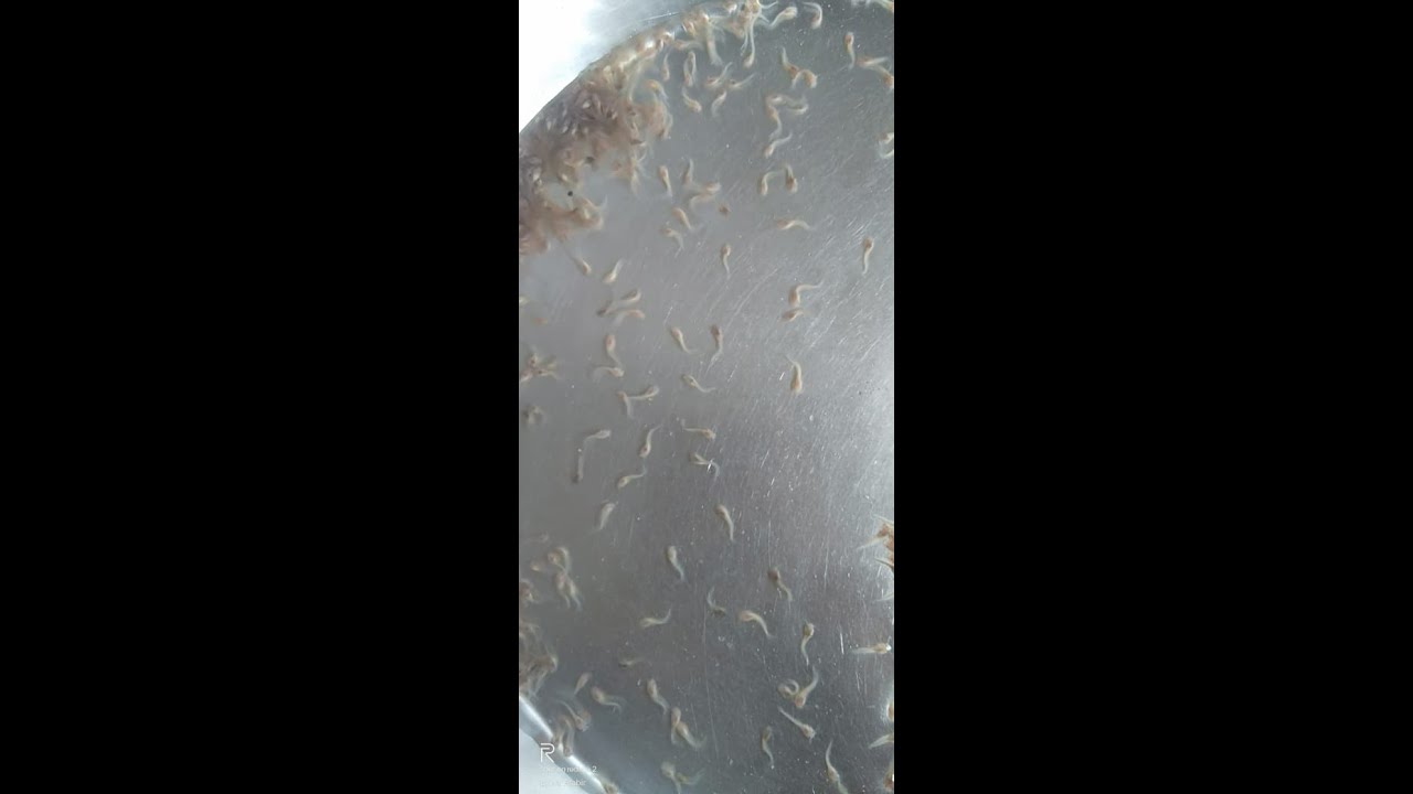 Spawning fish hormone (hormones for fish breeding ovaprim) - YouTube