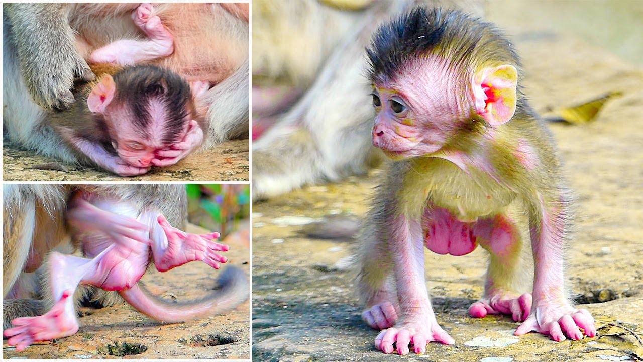 Two Adorable Monkey Baby Making Their Mom Hard To Care. - YouTube