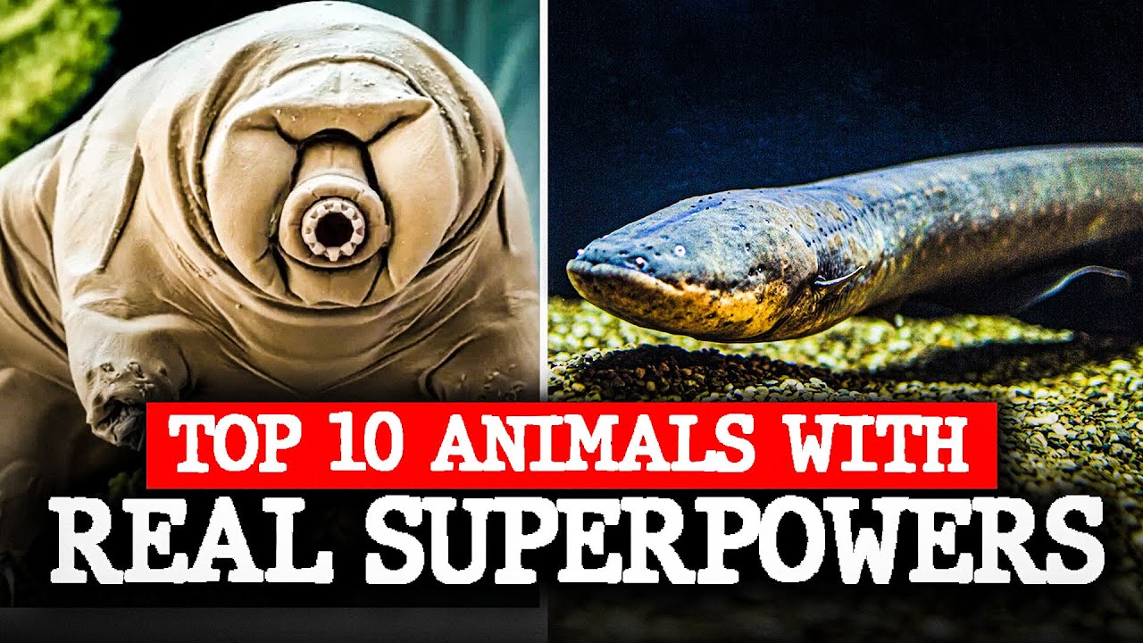 Top 10 Animals With Real Superpowers That Seem Too Crazy to Be True ...