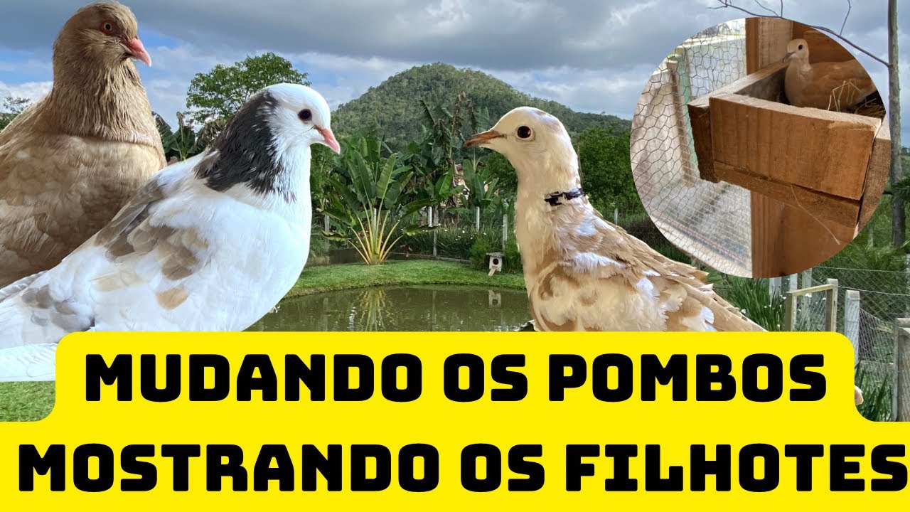 Mudança dos pombos/ mostrando os marrequinhos/ ovoscopia das burguesas ...