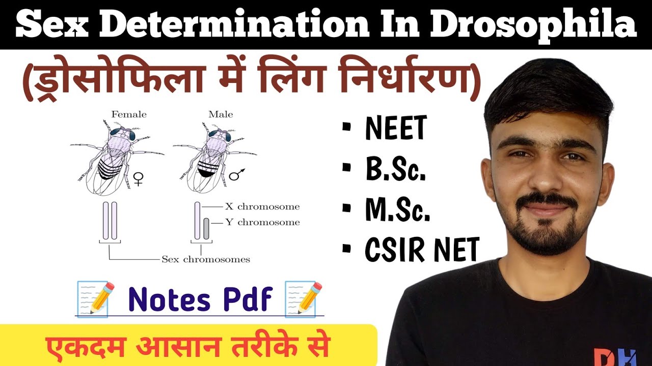Sex Determination In Drosophila || Genic Balance System || By Dadhich ...