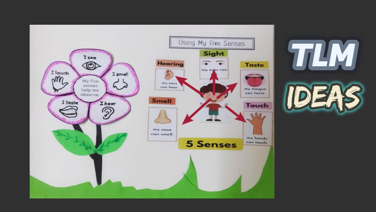Sense Organs TLM || Project Work of Sense Organs with their functions ...