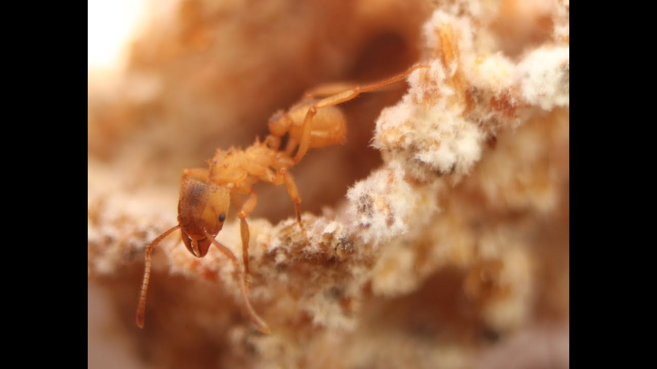 Tar Heel Ants "Fungus Gardening Ants" - YouTube